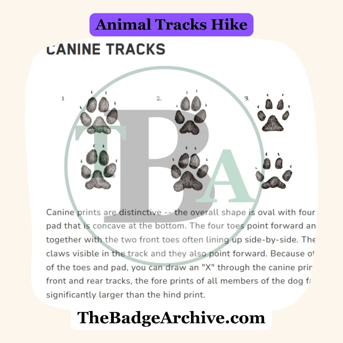 Animal Tracks Hike – The Badge Archive