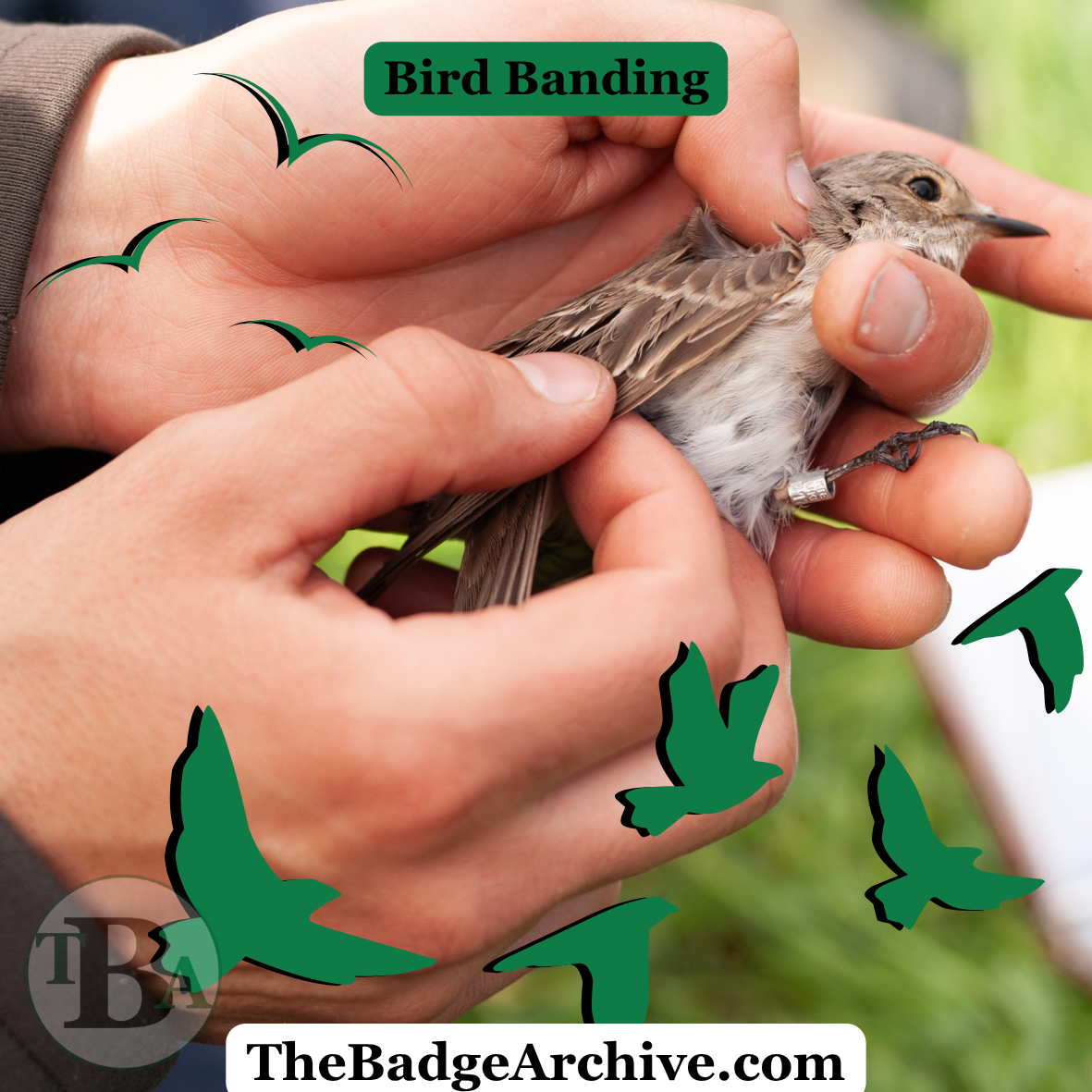 Bird Banding – The Badge Archive